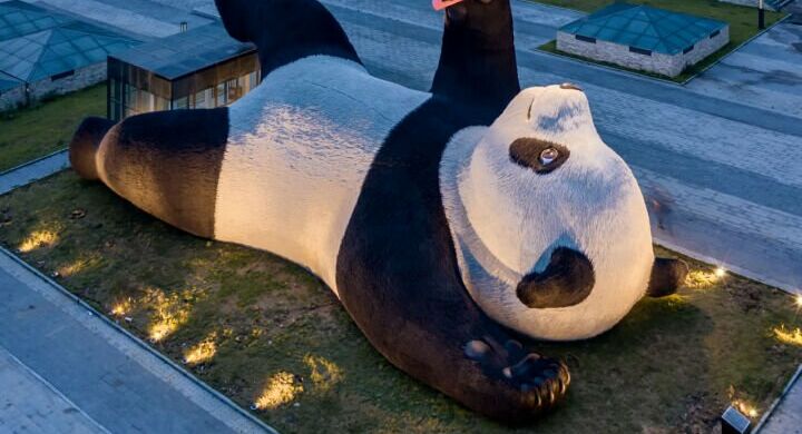 Selfie Panda Goes Viral - UAP